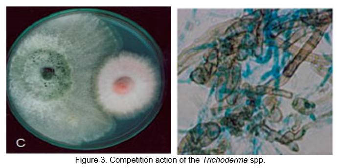 Mechanisms of Resistance of Trichoderma spp. against Plant Disease Management | Asia Pacific ...